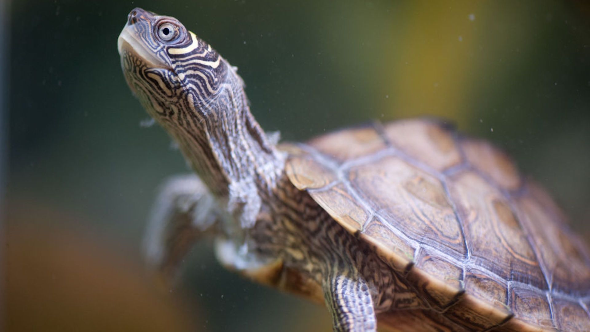 32 fun facts about pet turtles | PetsRadar
