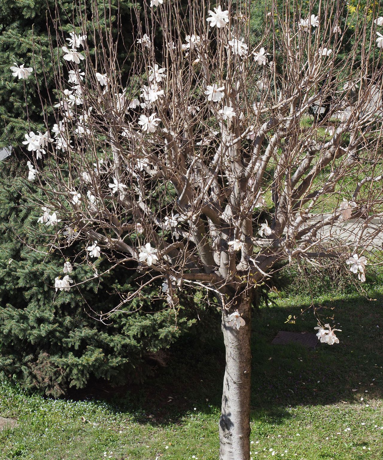 The 8 best trees to bring songbirds to your backyard | Livingetc