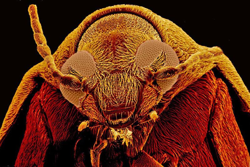 Microscopic Monsters: Gallery of Ugly Bugs | Live Science