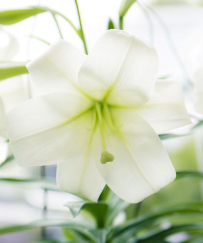 Why is my Easter lily dying? 5 common causes and solutions | Homes and ...