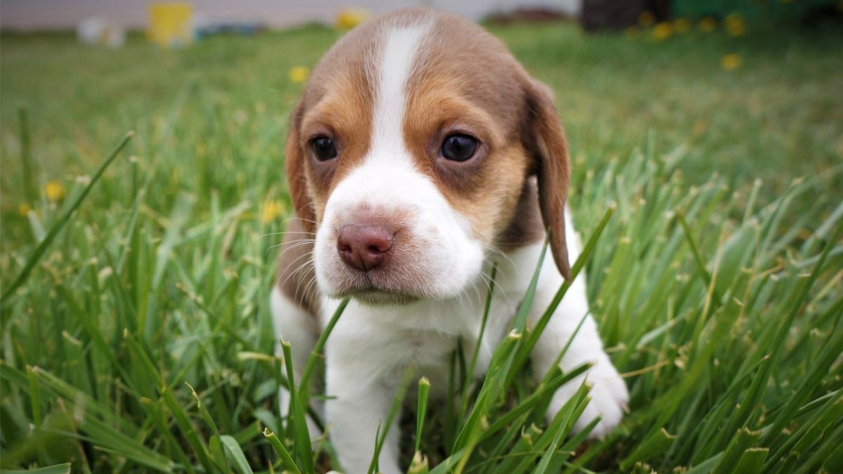 10 adorable teacup dog breeds with bags of personality | PetsRadar