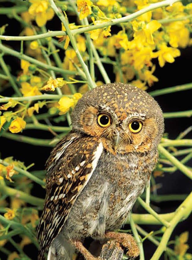 Photos of the World's Smallest (and Cutest) Owl | Live Science