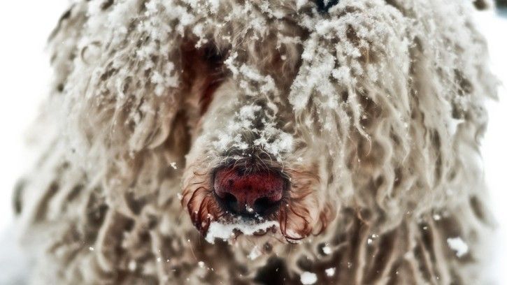 10 best dog breeds for cold weather: Meet the winter wonders | PetsRadar