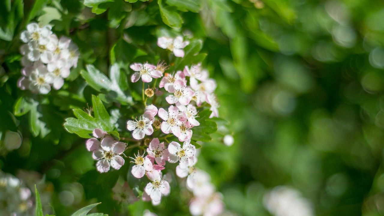 8 of the best plants for privacy: for botanical screening | Woman & Home