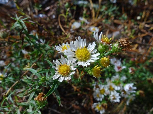 Tips & Information about Asters | Gardening Know How