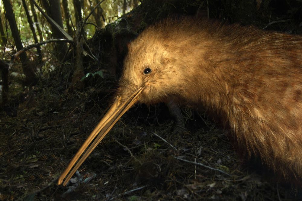 Facts About Kiwis | Live Science