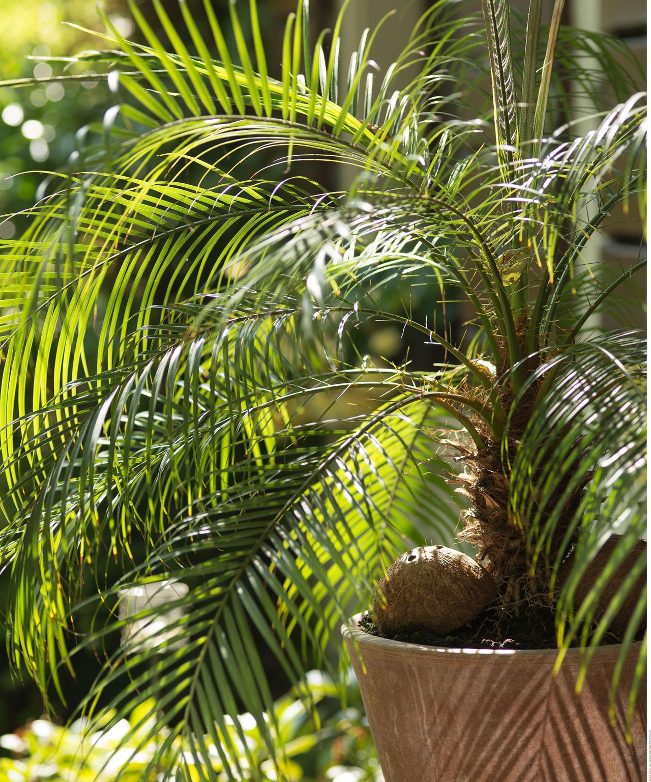 How to Plant a Palm Tree — And Where to Grow Them (and Not) | Livingetc