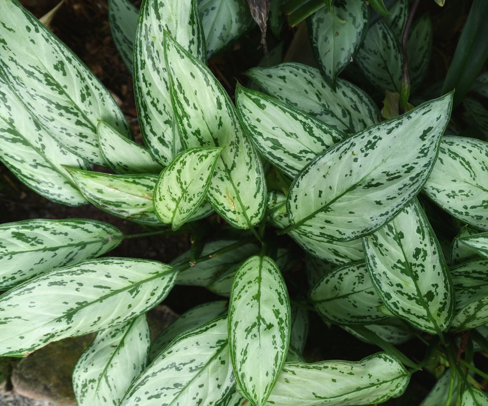 How to Propagate a Chinese Evergreen: 2 Methods to Try | Homes and Gardens