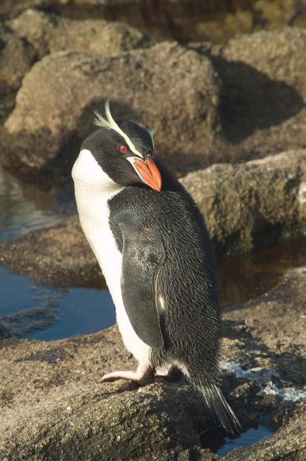 Photos of Flightless Birds: All 18 Penguin Species: Page 2 | Live Science