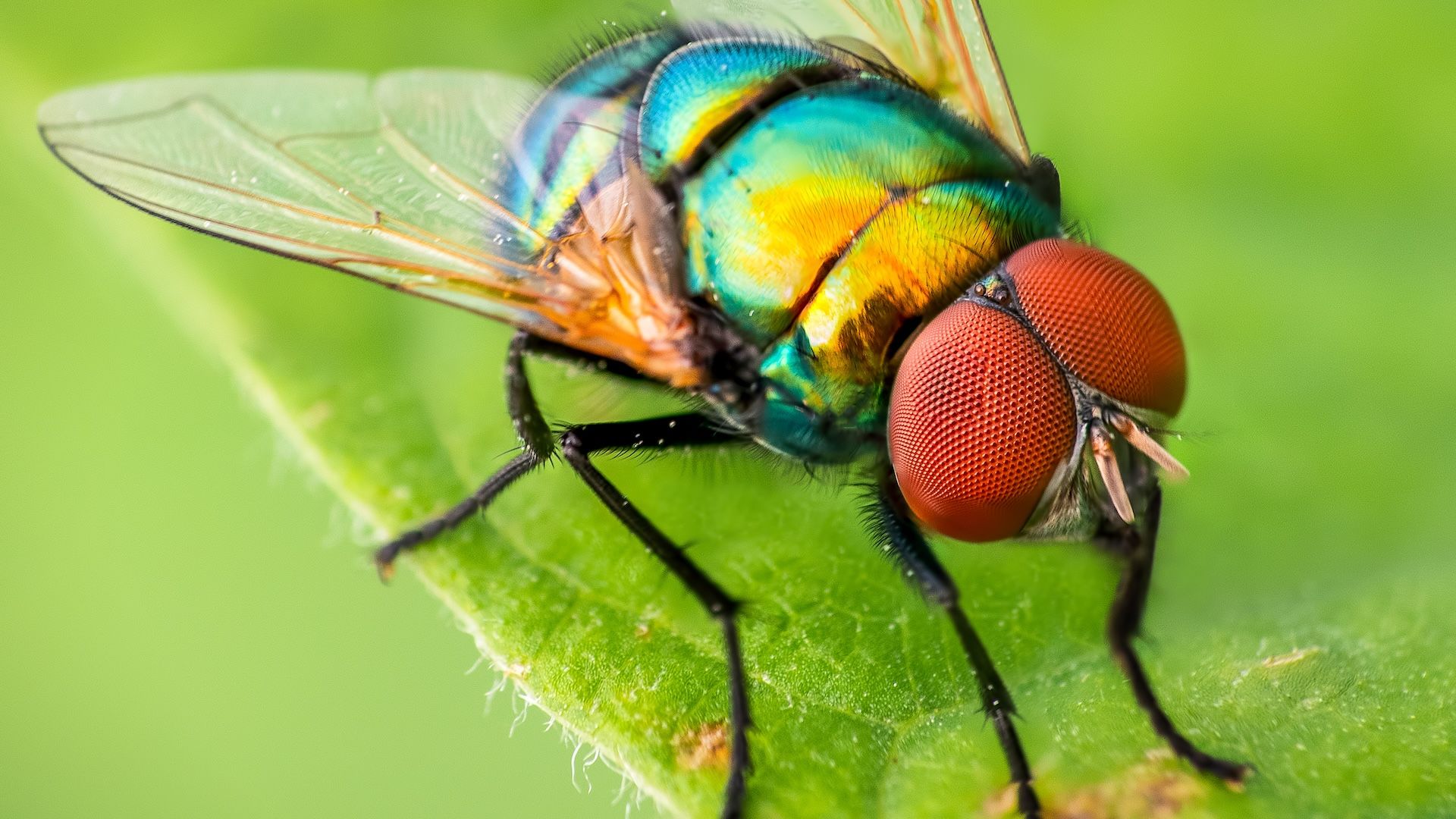 How many species of insects are there on Earth? | Live Science