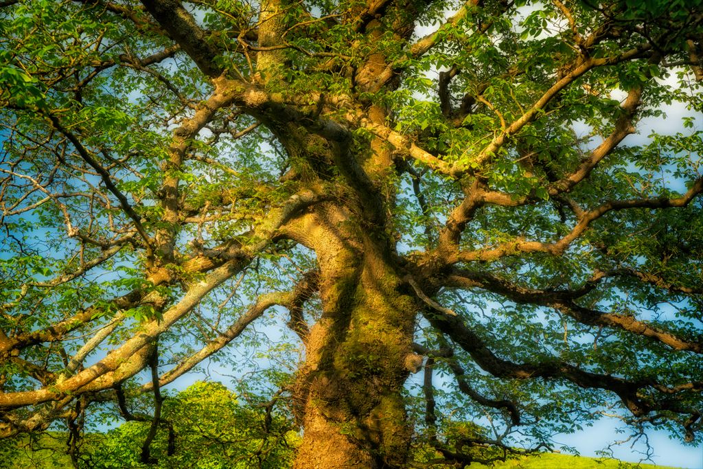 The Fortingall Yew, the Scottish tree which was already 3,000 years old ...