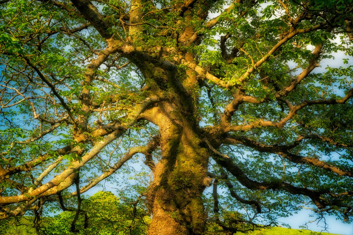 The history of the elder tree: From deities and dryads to Shakespeare ...