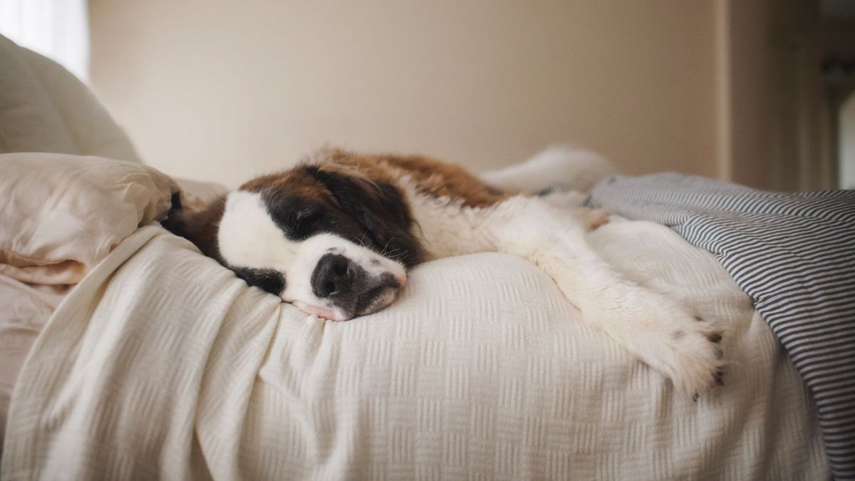 Calm dog breeds with a relaxed outlook on life | PetsRadar