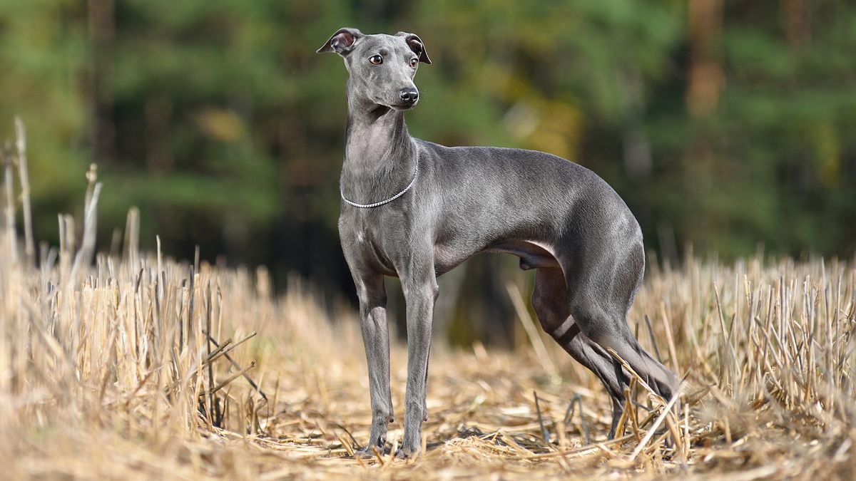 32 best dog breeds for warm climates | PetsRadar