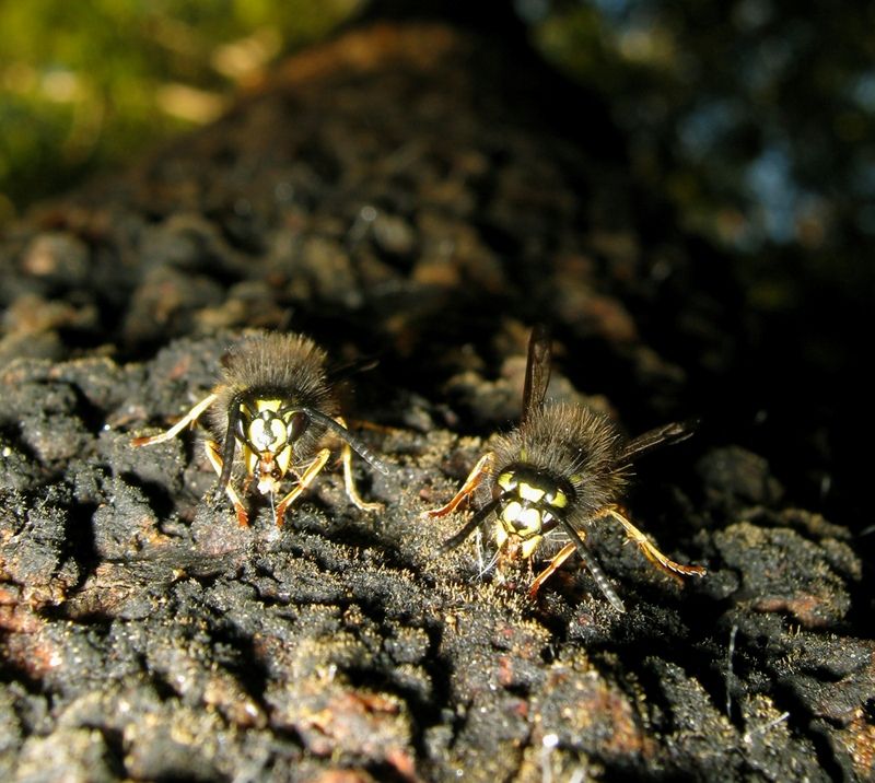 Angry Wasps Capture Intruding Ants, Fly Away, Airdrop Them | Live Science