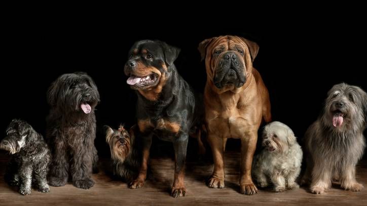 What breed is my dog? How to identify any breed | PetsRadar