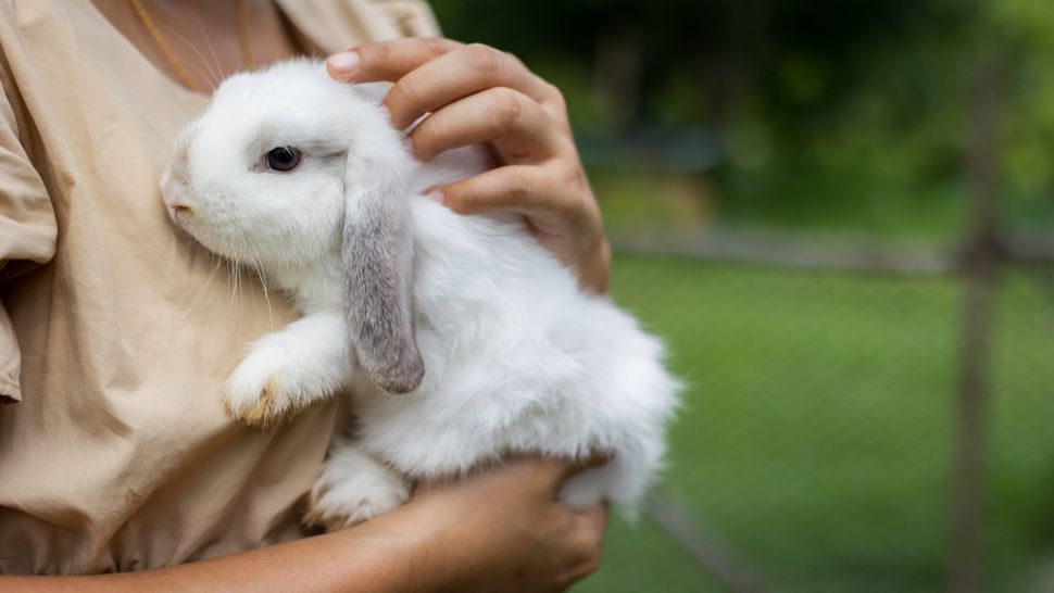 32 things to consider before getting a rabbit | PetsRadar
