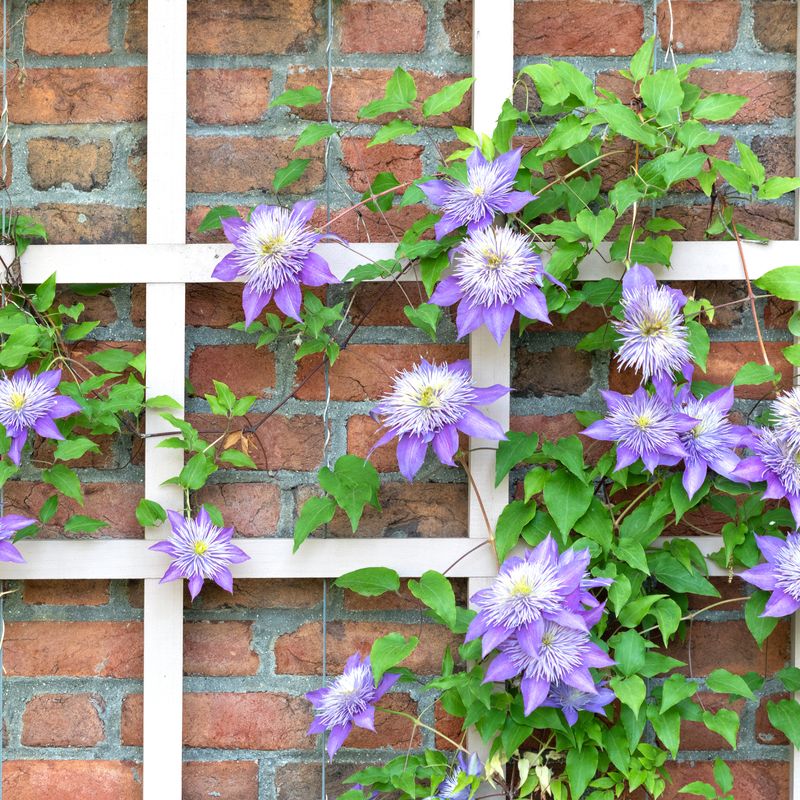 Tips & Information about Vines | Gardening Know How