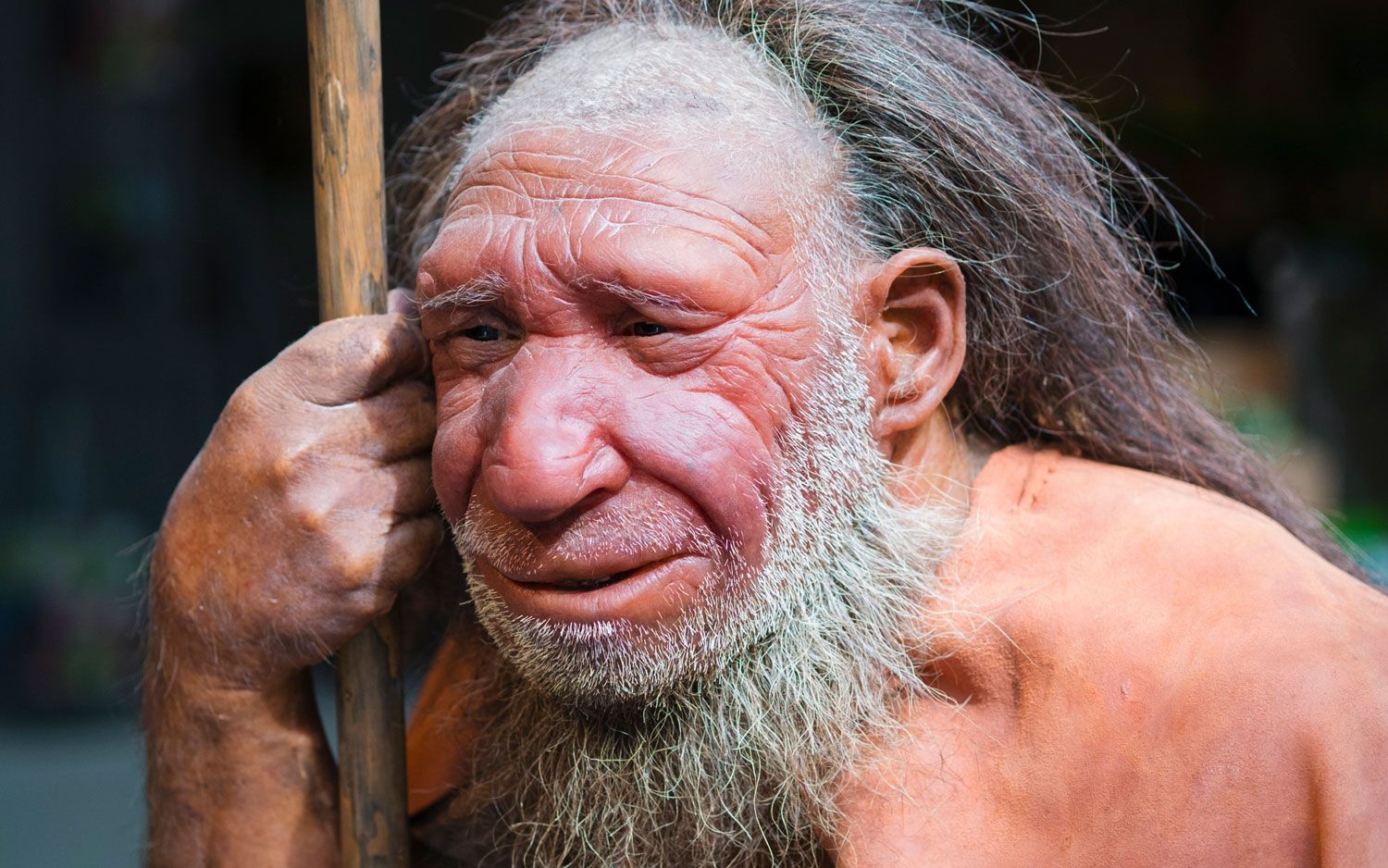 Neanderthals' Big Noses Get an Airy Explanation | Live Science