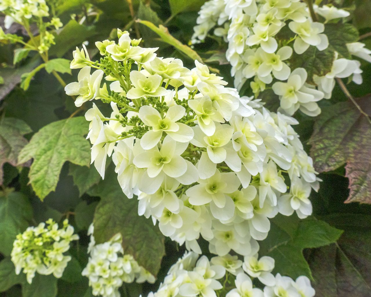 How To Grow An Oakleaf Hydrangea For Four-Season Beauty | Gardening ...
