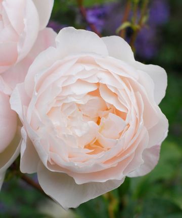 The best fragrant roses: 10 scented varieties for a garden | Homes and ...