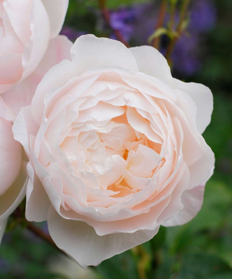 The best fragrant roses: 10 scented varieties for a garden | Homes and ...