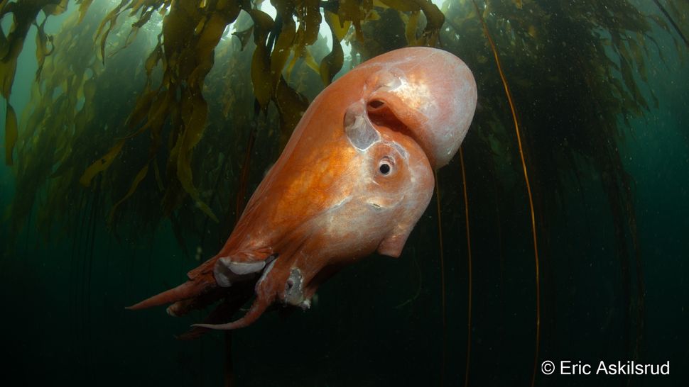 See extremely rare photos of alien-looking '7-arm octopus' spotted near ...
