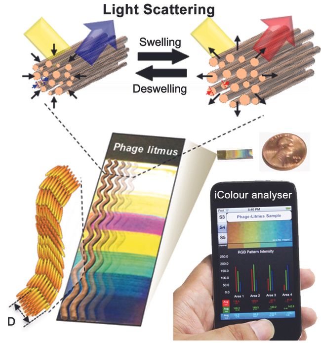 Turkey-Inspired Sensors Could Detect Toxins | Live Science