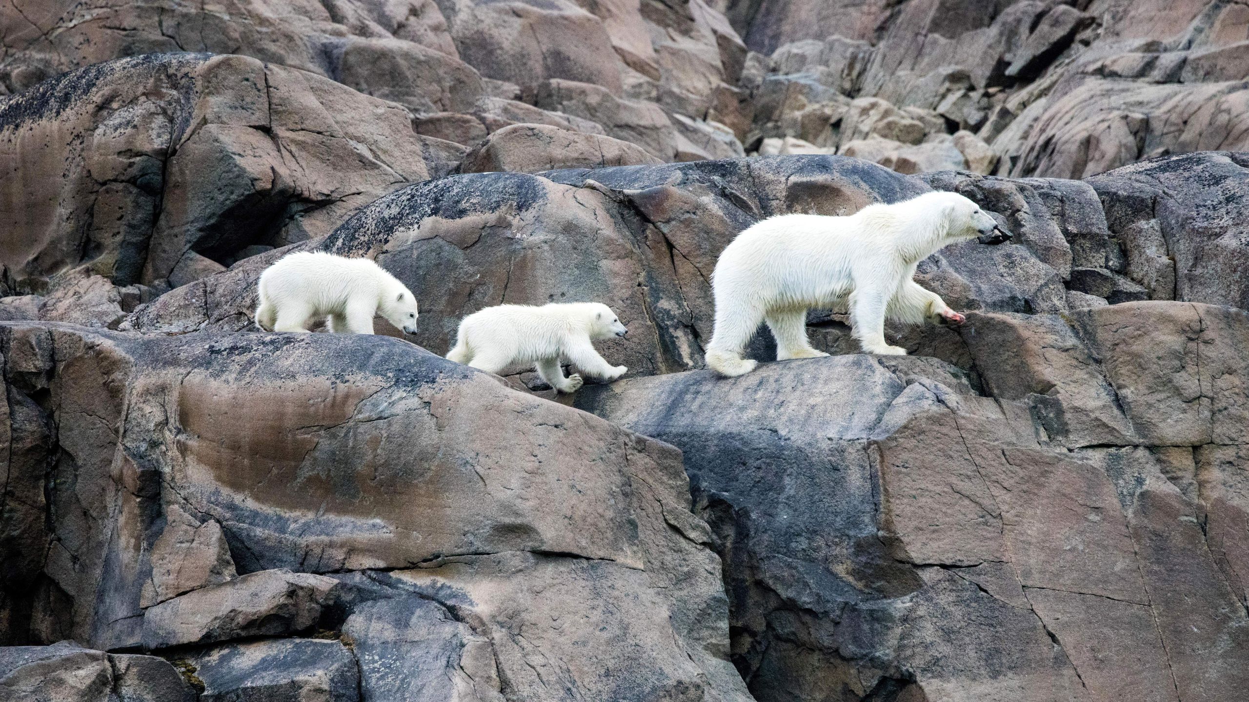 Our Planet II: release date, trailer and everything we know | What to Watch