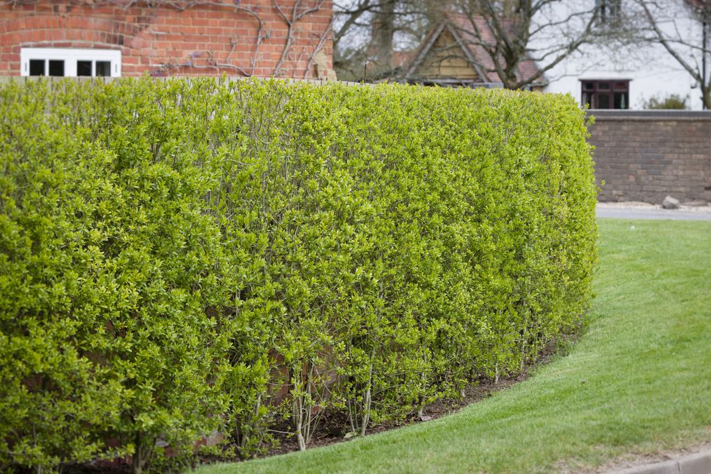 Alan Titchmarsh: The boy who left school early with one O-level 60 ...