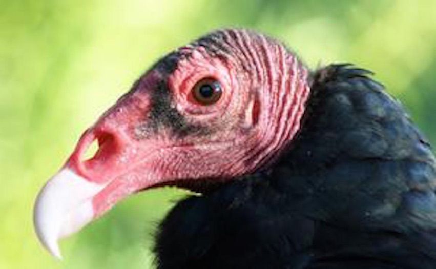 Turkey Vultures: Photos Reveal an Icon of the American West | Live Science