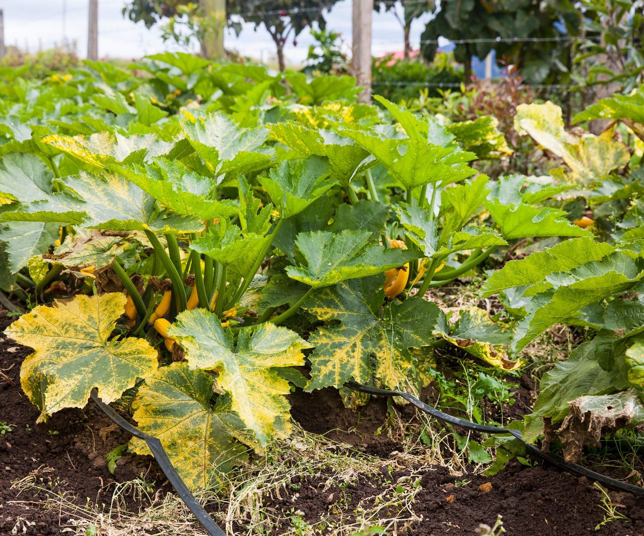Why is my zucchini plant turning yellow? | Homes and Gardens