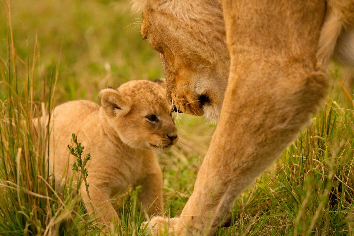 In Photos: The Lions of Kenya's Masai Mara | Live Science