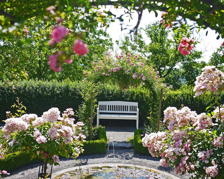 Types of roses: 11 beautiful varieties for your garden | Gardeningetc