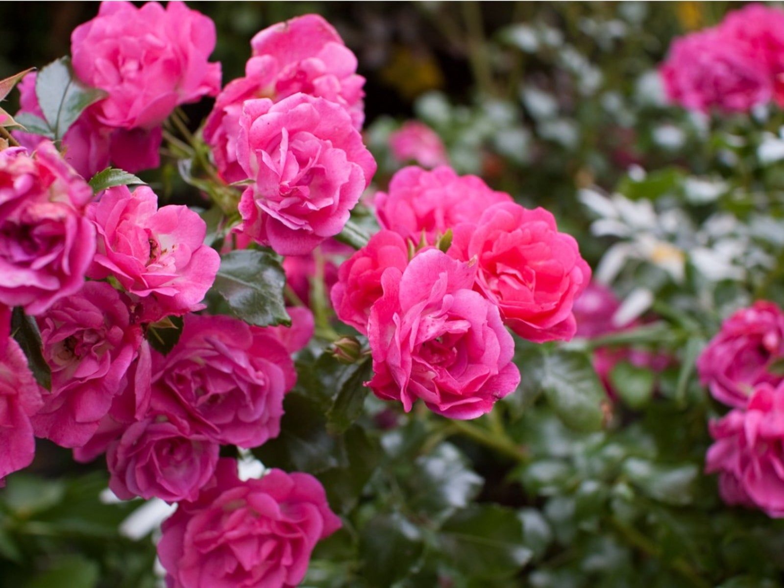Zone 8 Rose Bushes: Choosing Roses For Zone 8 Gardens | Gardening Know How
