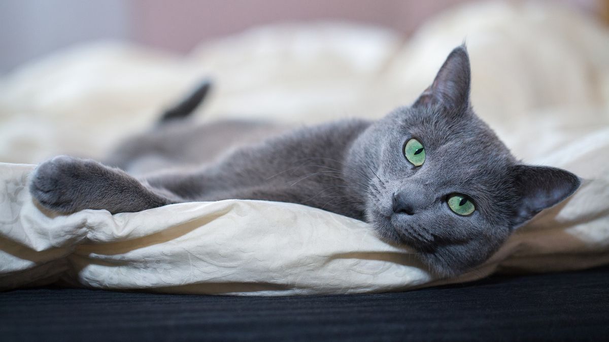 32 facts about Russian Blue cats | PetsRadar