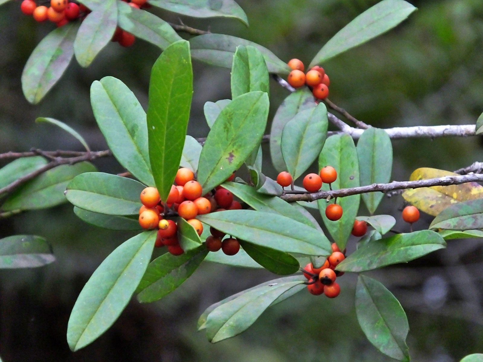 Dahoon Holly Information – When And Where To Plant Dahoon Holly ...