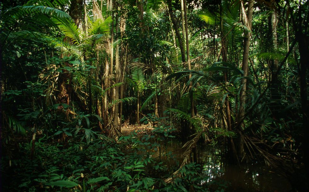 Photos: Huge Swath of Amazon Preserved in Record-Setting Deal | Live ...