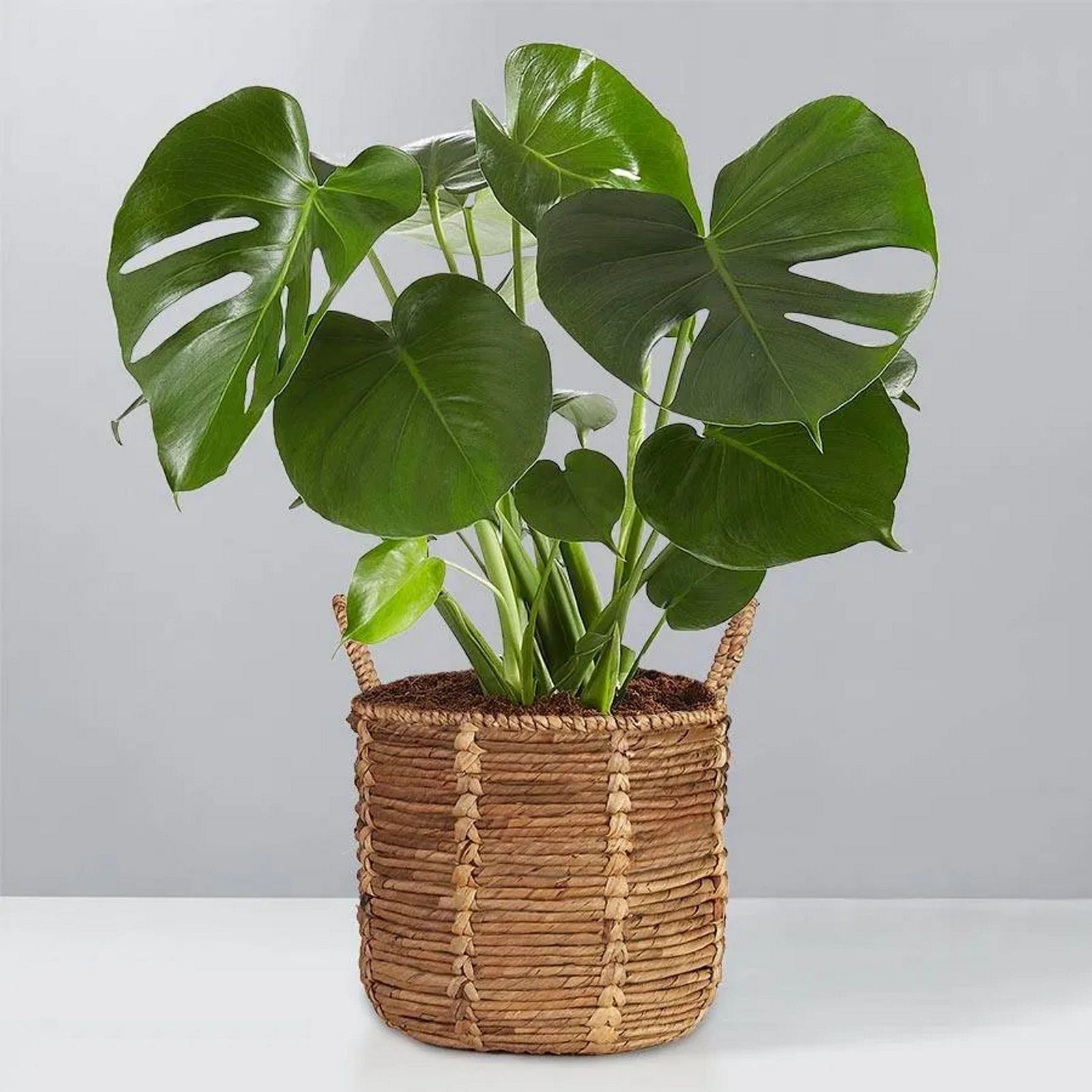 Monstera care guide: 5 expert tips | Homes and Gardens
