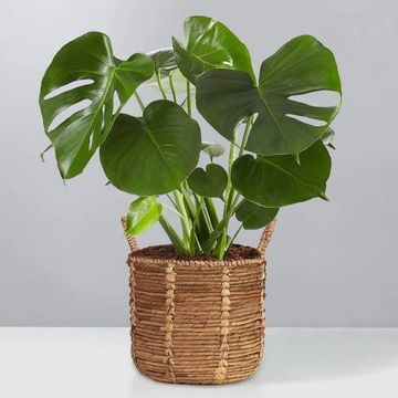 Monstera care guide: 5 expert tips | Homes and Gardens