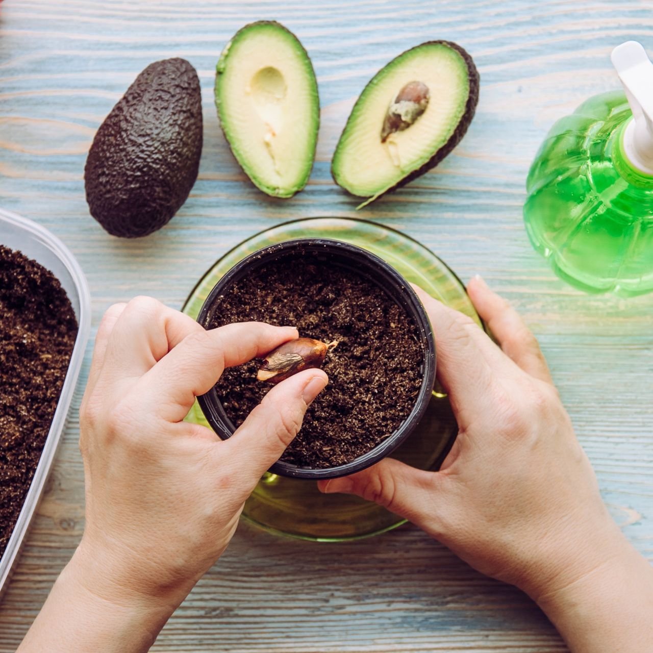 How to grow avocado from stone: a step-by-step guide | Ideal Home
