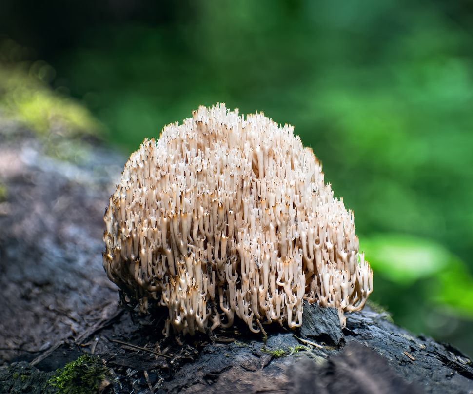 Why this fungus could stop more than 1,800 homes being built | Homebuilding