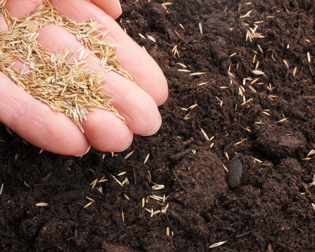 How to protect new grass from frost: winter-proofing tips | Gardeningetc