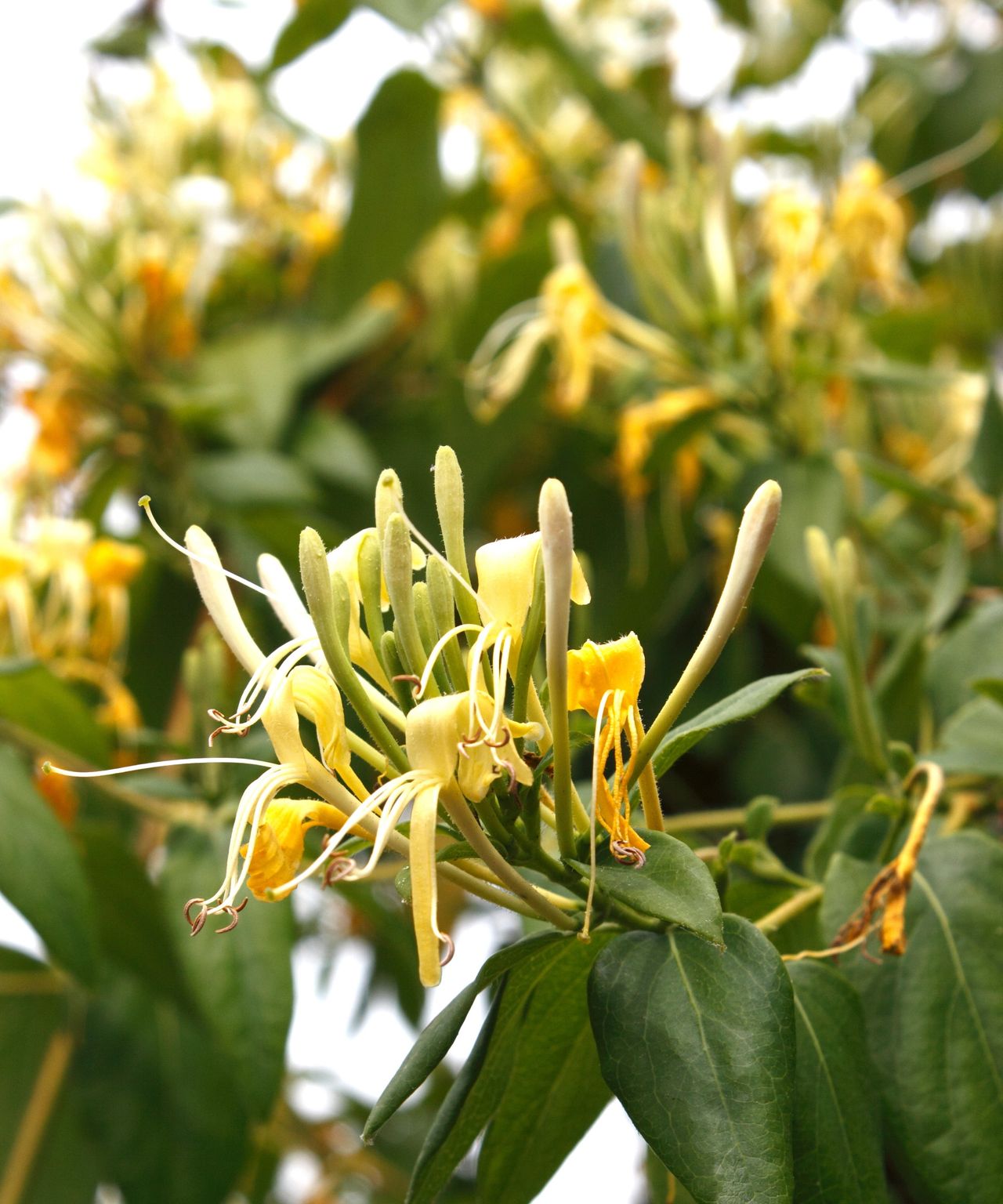 10 best honeysuckles to plant in your yard | Homes and Gardens