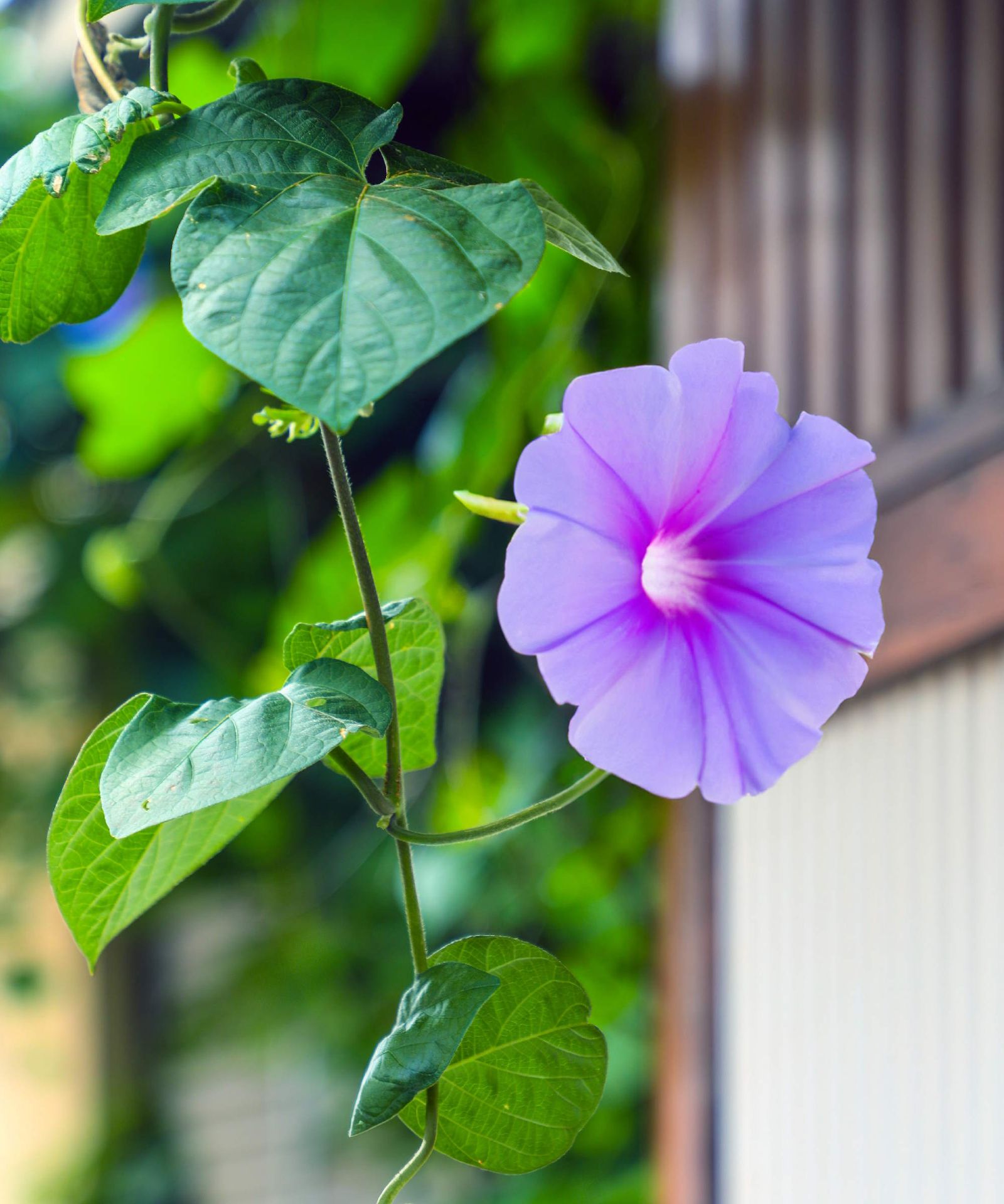 The five best climbing annual plants all gardeners should grow | Homes ...
