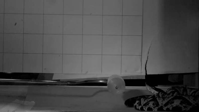 Venomous snake strikes captured in extreme detail through high-speed ...