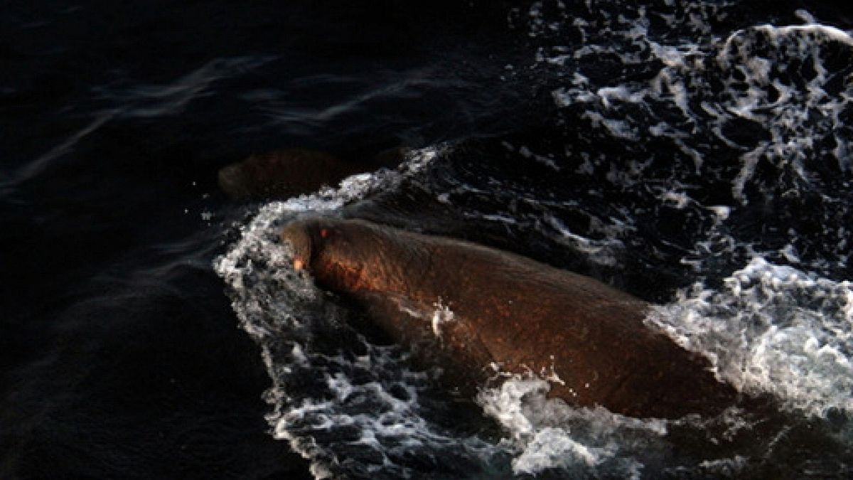 Walrus Attacks and Sinks Russian Navy Boat | Live Science
