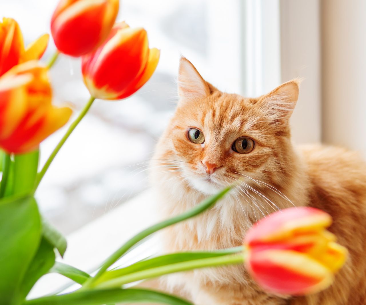 Are tulips toxic to cats? Experts reveal all | Homes and Gardens