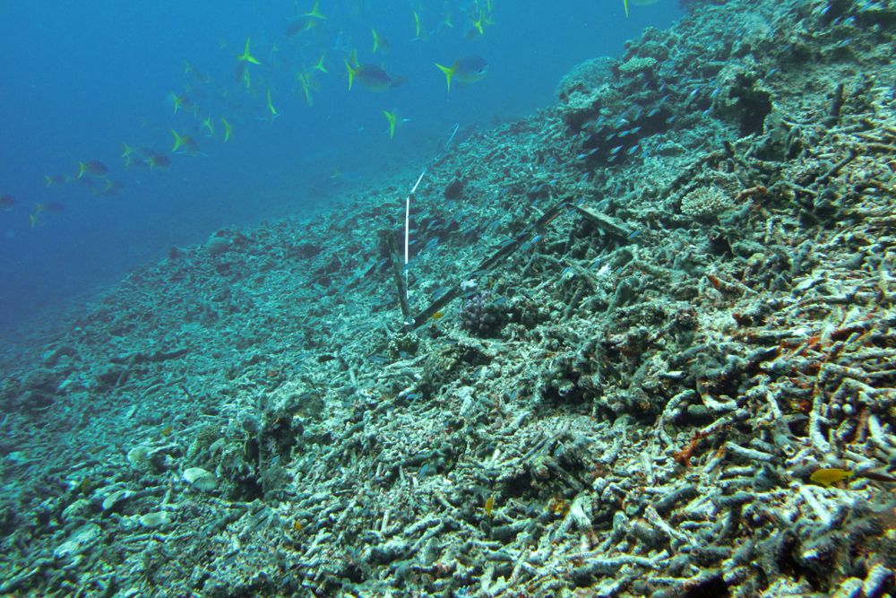 Image Gallery: Great Barrier Reef Through Time | Live Science