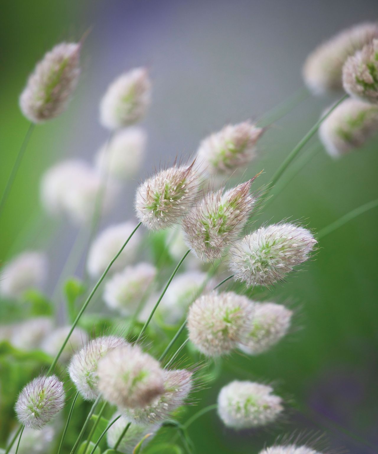 What to plant in April: the best flowers, veg and fruit | Homes and Gardens